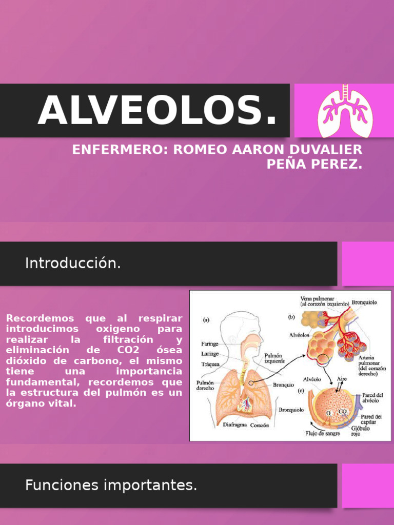 Alveolos Expo Anatomia y Fisiología, Clases | PDF
