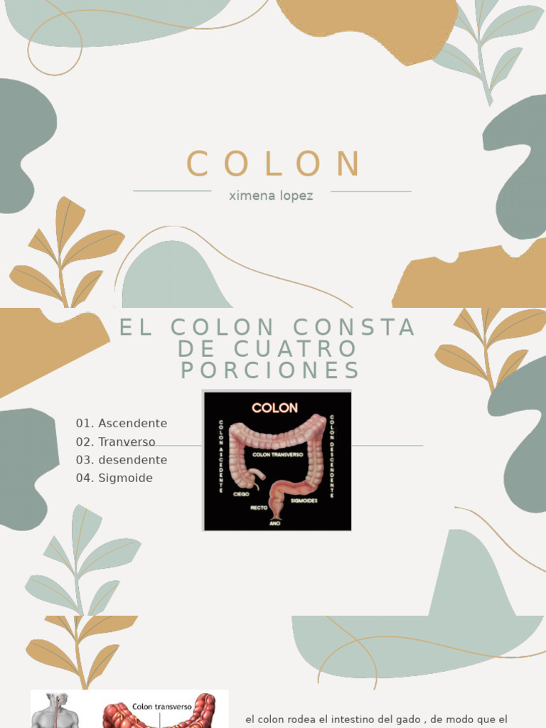 Anatomía y fisiología del colon y recto | PDF | Intestino grueso | Recto