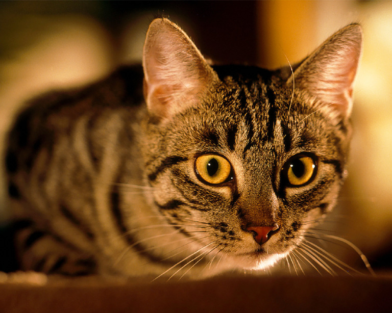 2 - Presse Numérique - RVB - BILAL | PDF