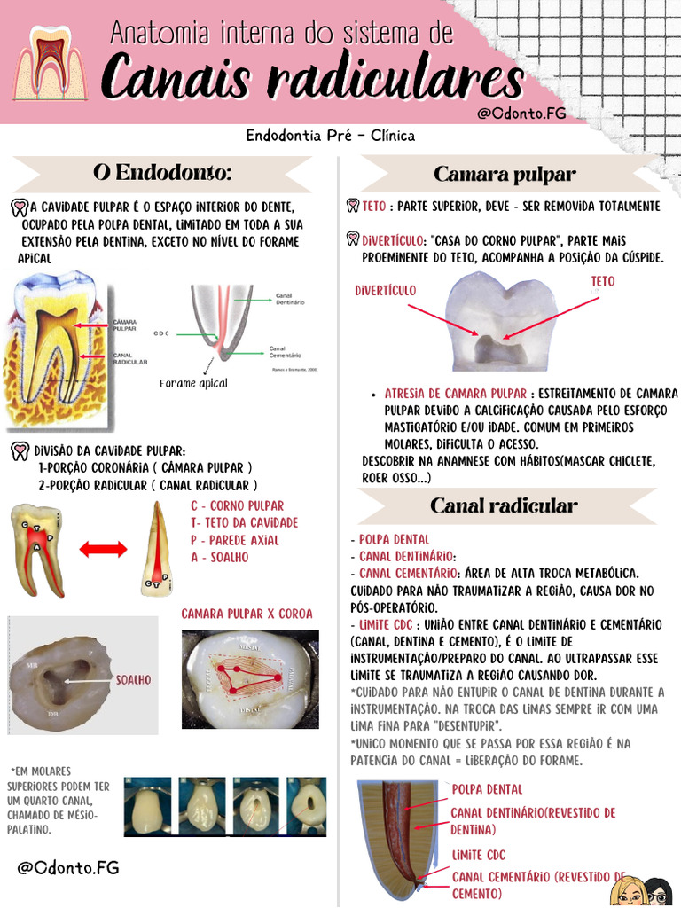 1) Anatomia Interna do Sistema de Canais Radiculares | PDF | Dentina ...