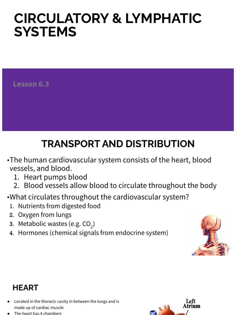 Human Circulatory and Lymphatic Systems | PDF | Artery | Lymphatic System