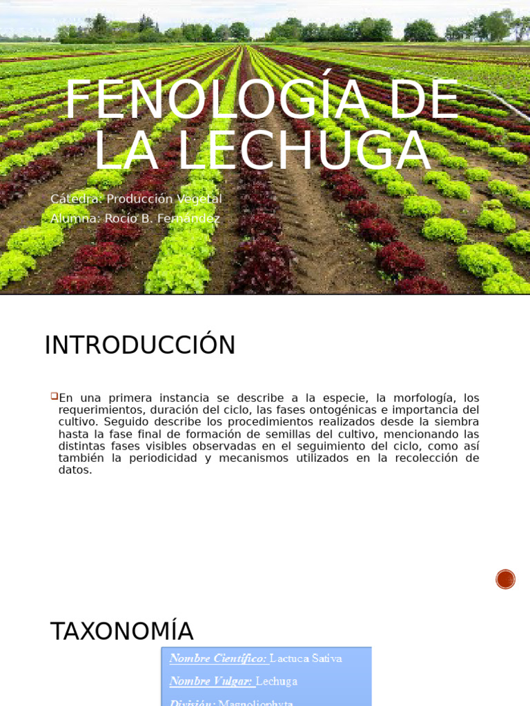 Fenología de La Lechuga | PDF | Germinación | Lechuga