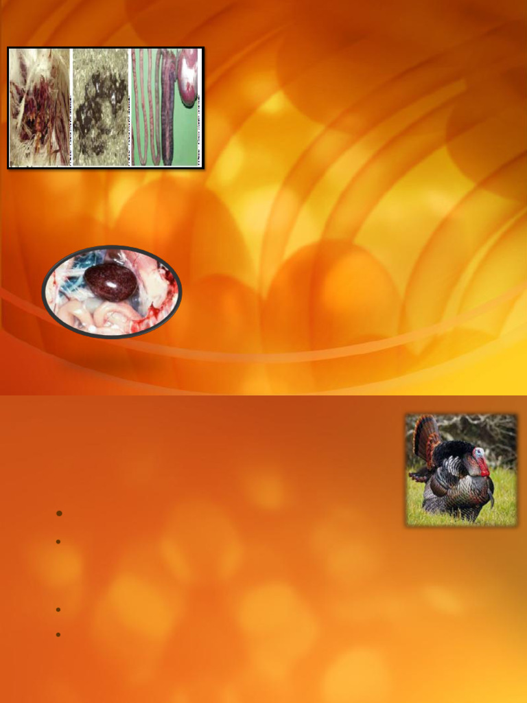18 - Turkey-Haemoragic-Enteritis | PDF | Spleen | Infection