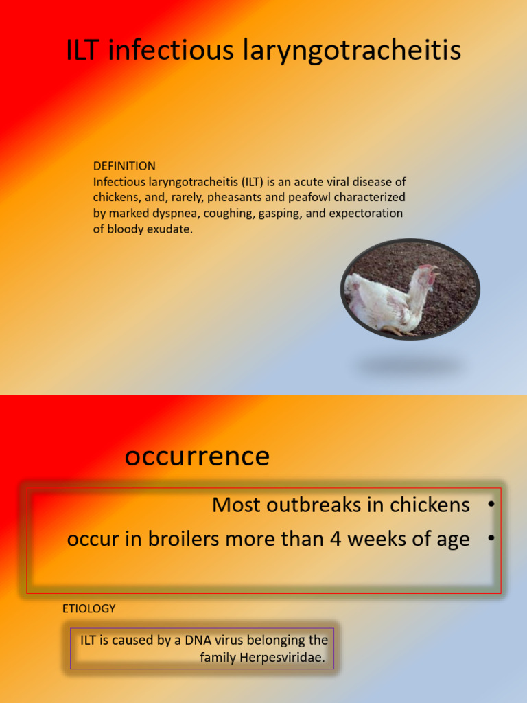 15 - ILT-infectious-laryngiotrachitis | PDF | Virus | Infection