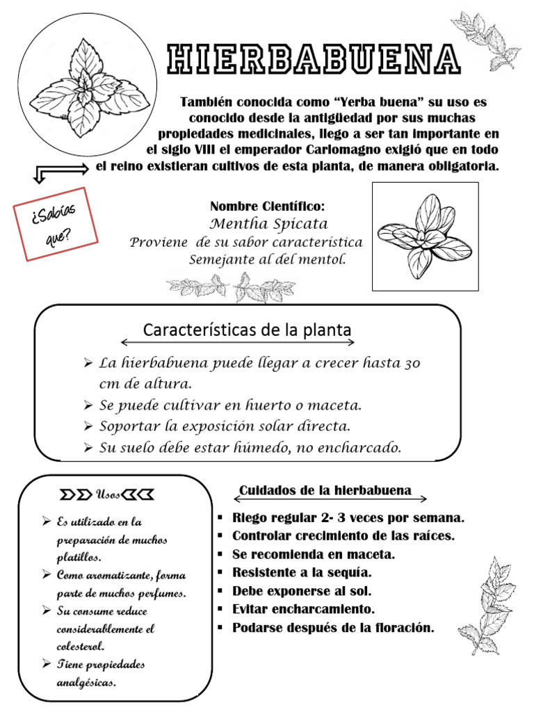 Hierbabuena Lucho | PDF