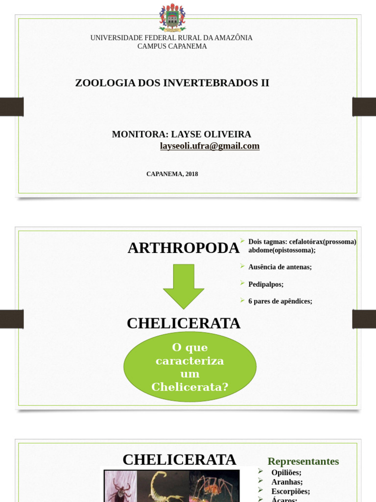 Layse Aula de Revisão Chelicerata | PDF | Aranha | Artrópodes