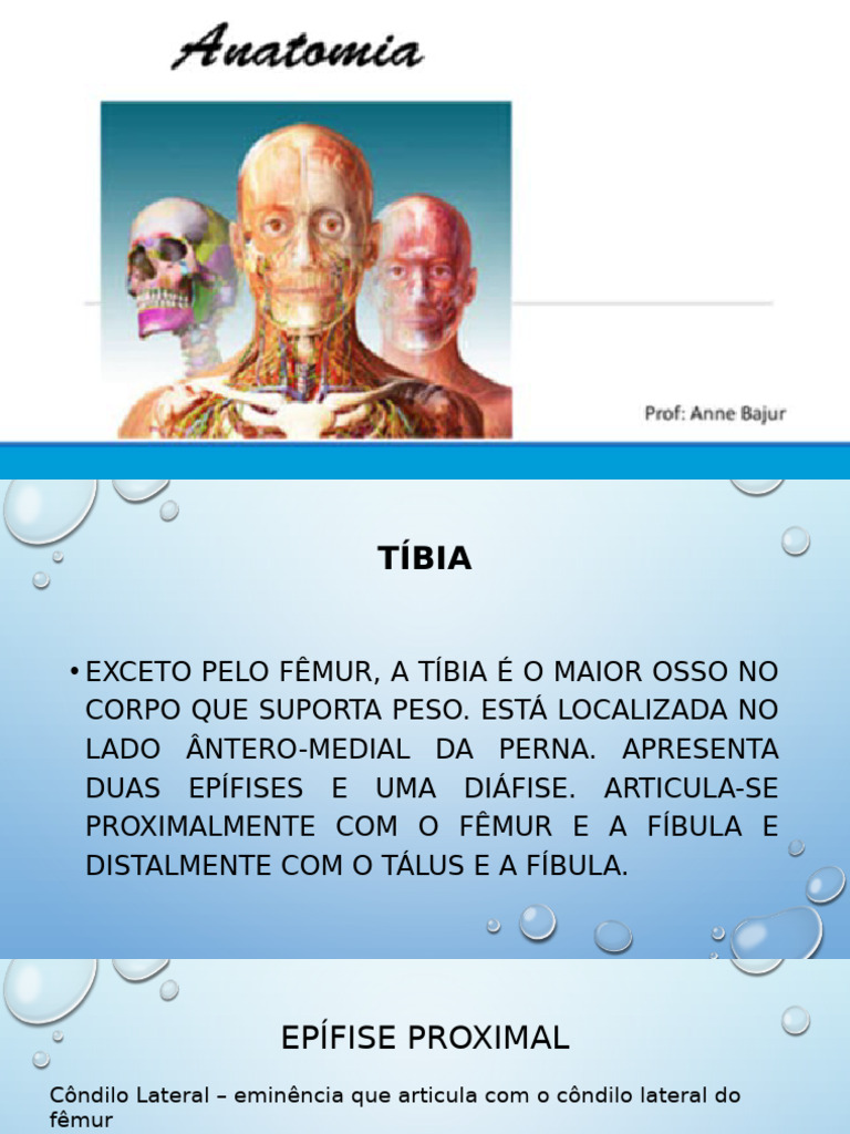 Anatomia Tibia e Fibula | PDF