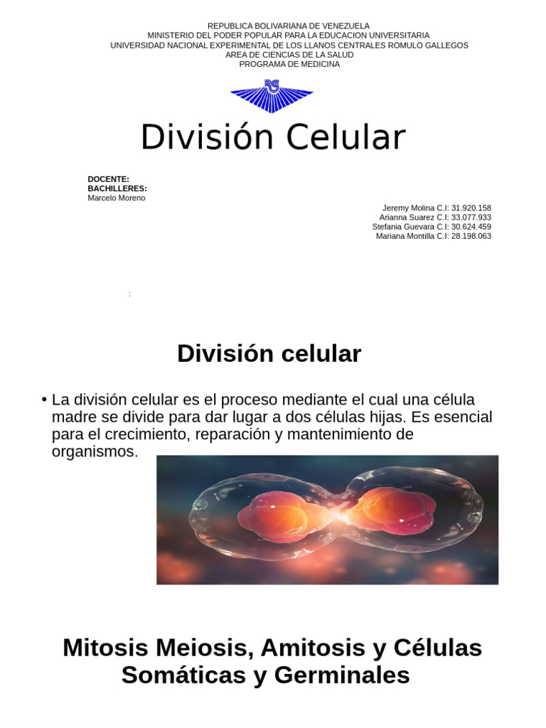 División Celular Microbiología | PDF | Mitosis | Mitosis