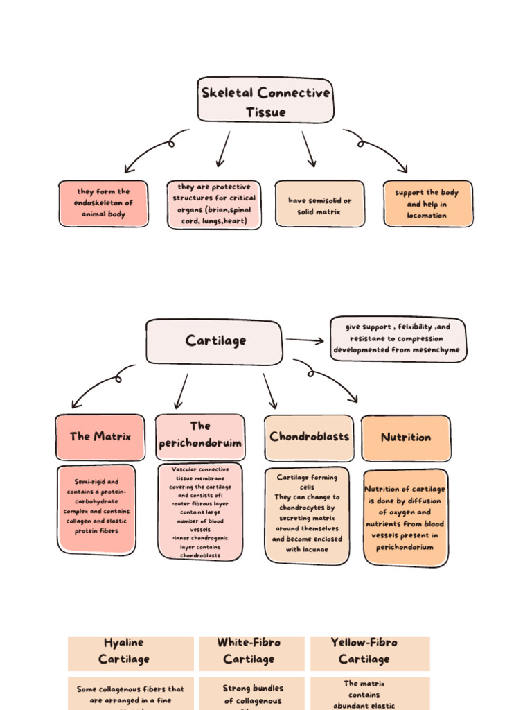 Skeletal Connective Tissue | PDF | Bone | Osteoblast