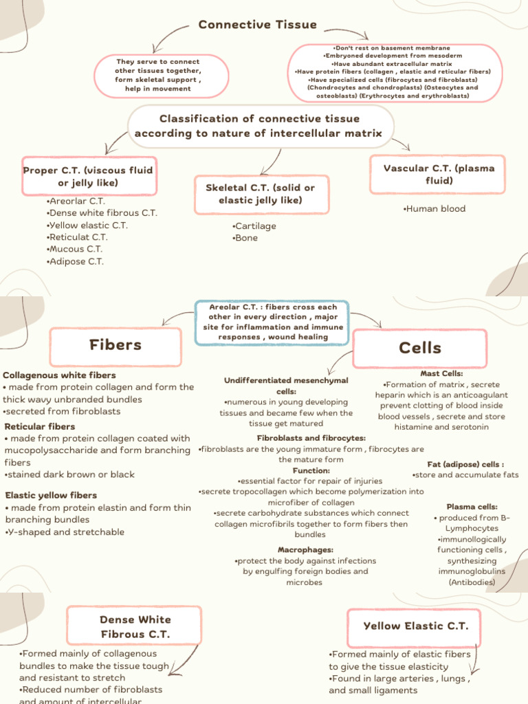 Types and Functions of Connective Tissue | PDF | Connective Tissue ...