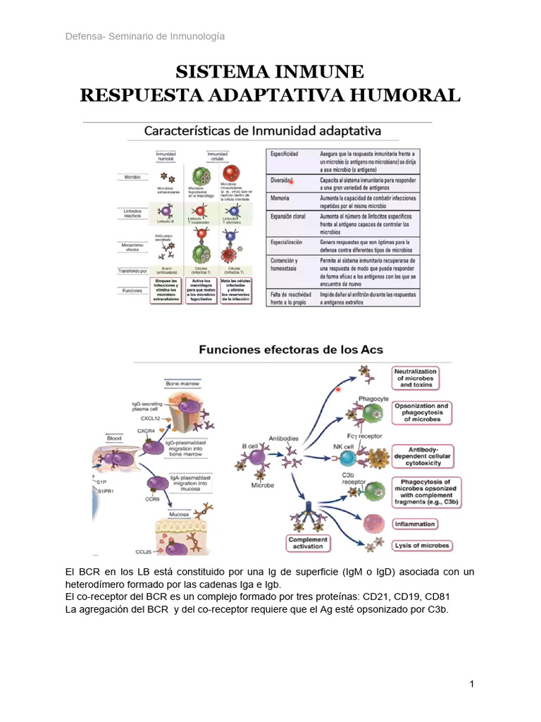 SISTEMA INMUNE - Respuesta Adaptativa Humoral | PDF
