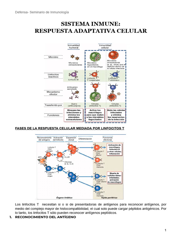 SISTEMA INMUNE - Respuesta Adapatativa Celular | PDF | Célula T | Linfocitos