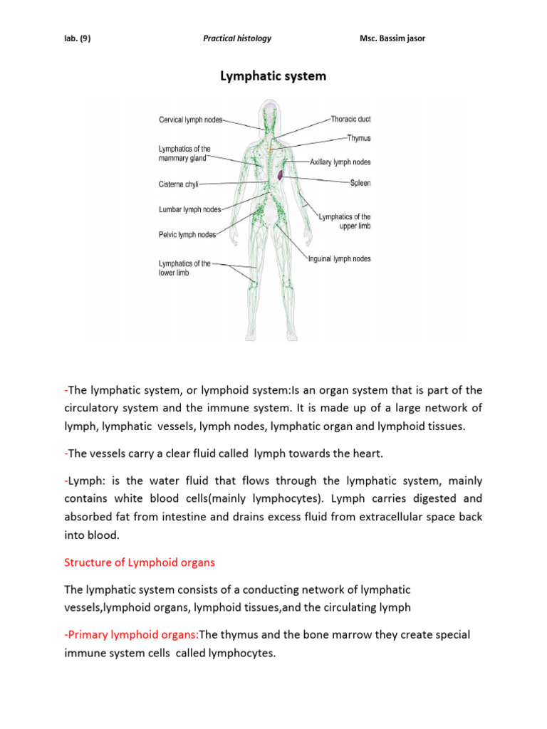 Lymphatic System (Lab 9) | PDF