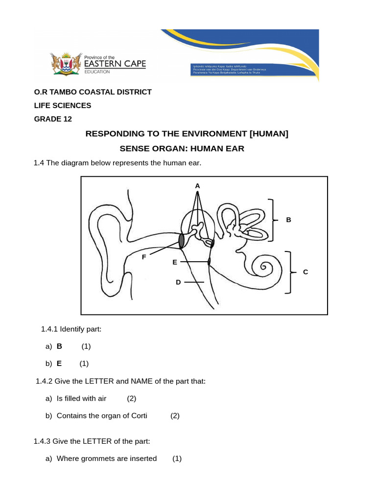 Anatomy and Function of the Human Ear | PDF | Ear | Hearing