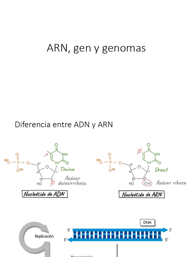 7 - ARN, Gen y Genes | PDF | Rna | Traducción (biología)
