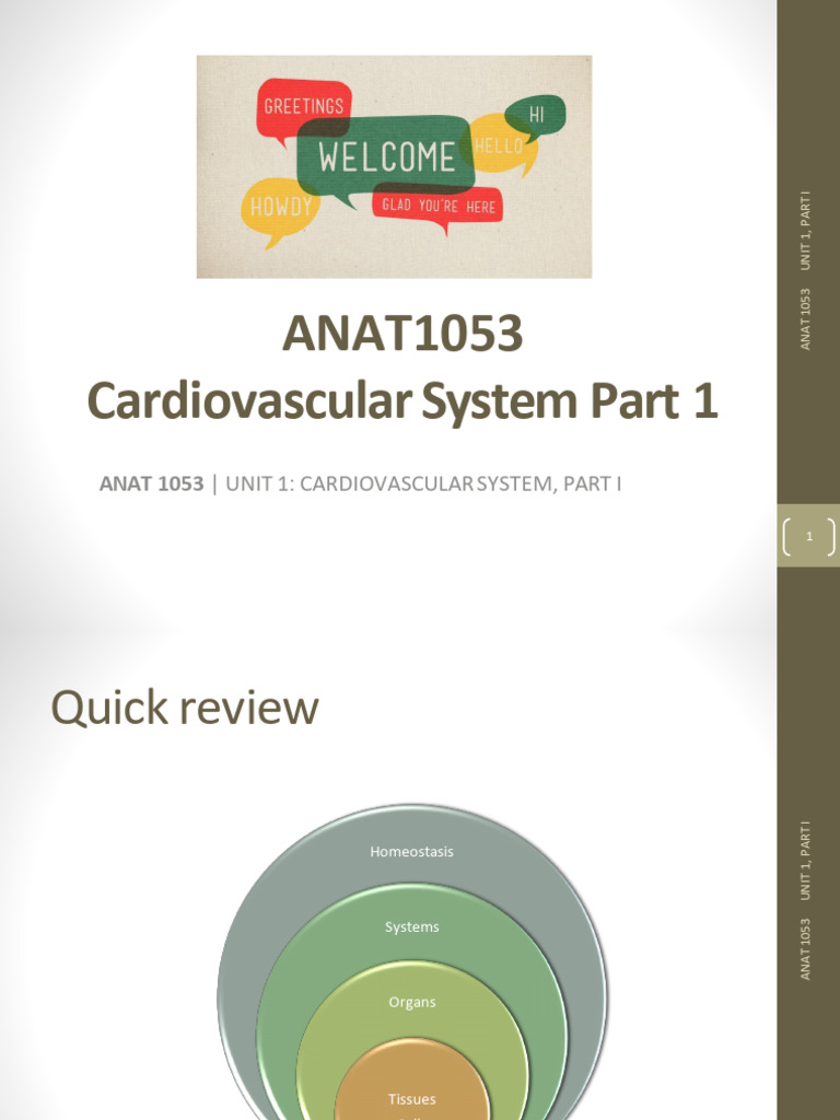 ANAT 1053 Unit 1 Cardiovascular System, Part I (1) Updated Sept 2024 | PDF | Blood Type | White ...