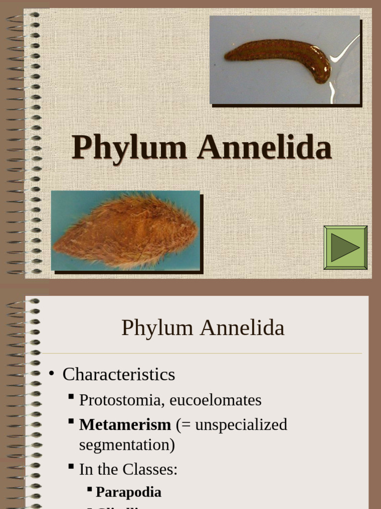 ANNELIDA | PDF