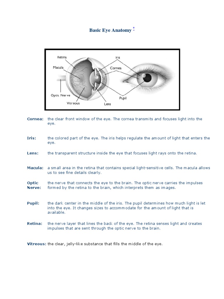 Eye Anatomy | PDF | Eye | Cornea