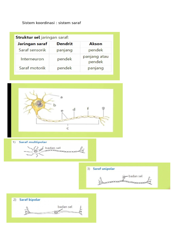 Gambar Biologi KK Ana | PDF