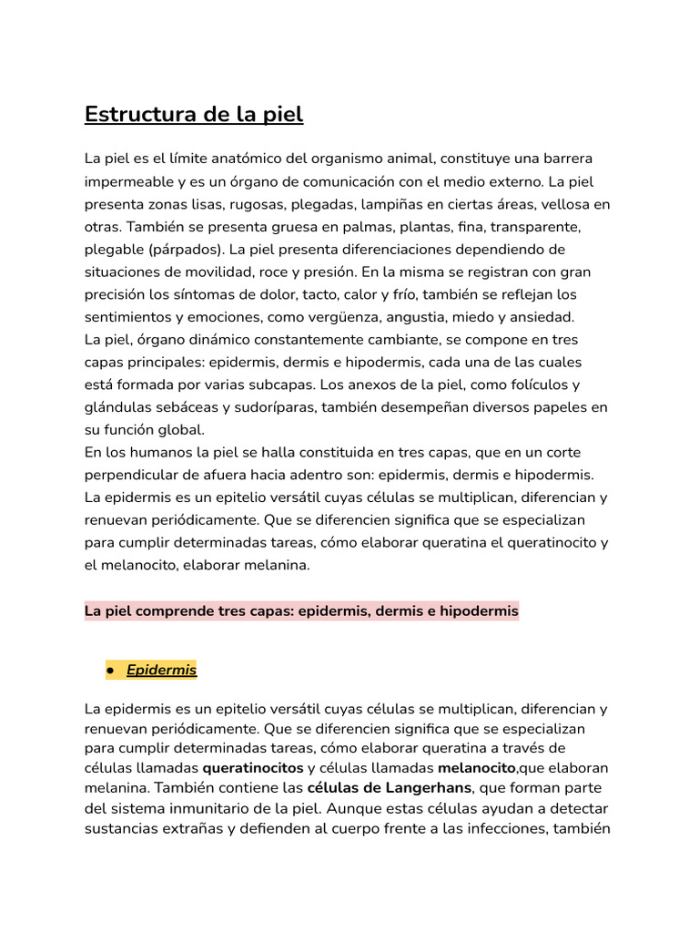 Estructura de la piel humana | PDF | Piel | Epidermis