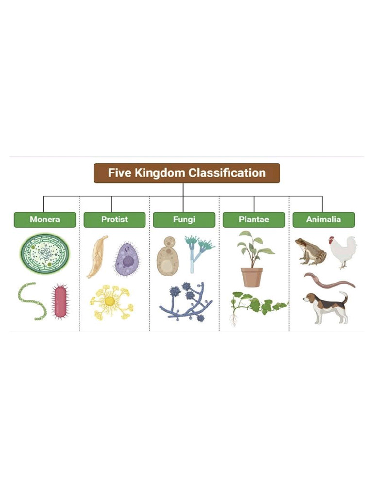 Five Kingdom Classification | PDF