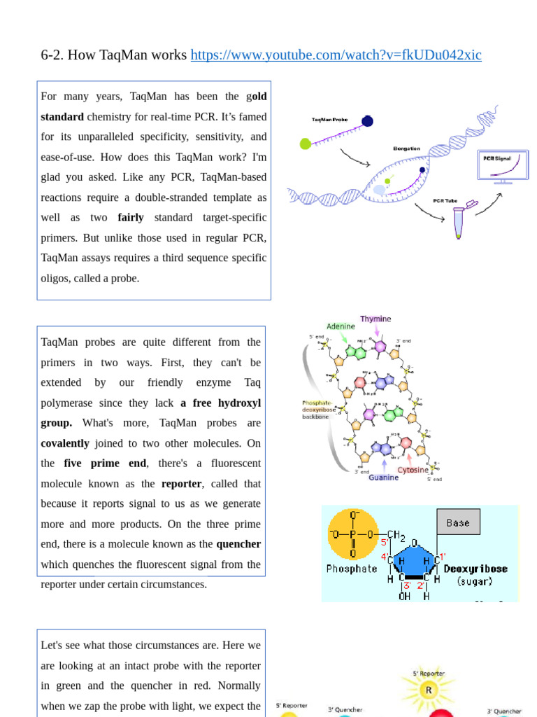 How TaqMan Probes Function in PCR | PDF | Taq Polymerase | Polymerase ...