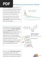 Theoretical ATP Yield in Aerobic Respiration | PDF | Adenosine ...