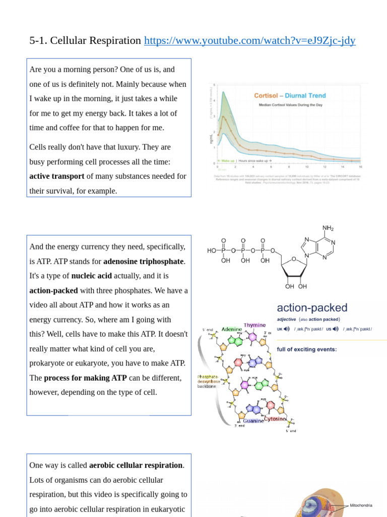 Aerobic Cellular Respiration in Eukaryotes | PDF | Cellular Respiration ...