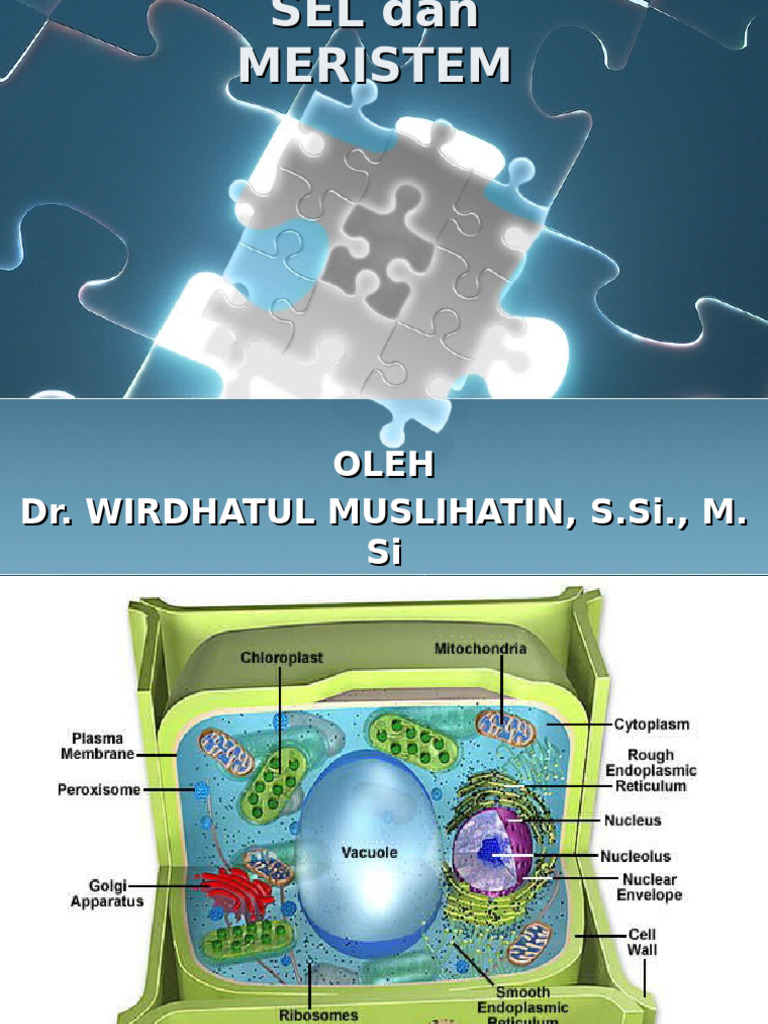 Sel Dan Meristem 1 | PDF