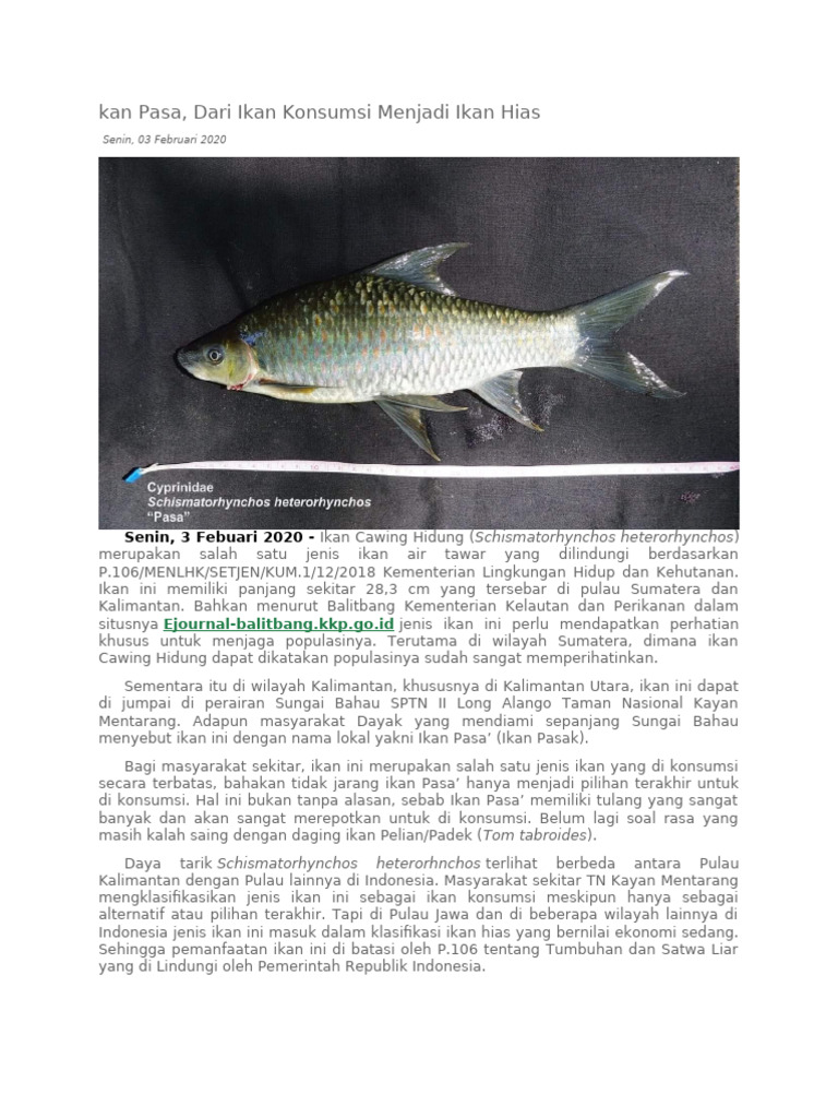 Ikan Pasa: Dari Konsumsi ke Hiasan | PDF
