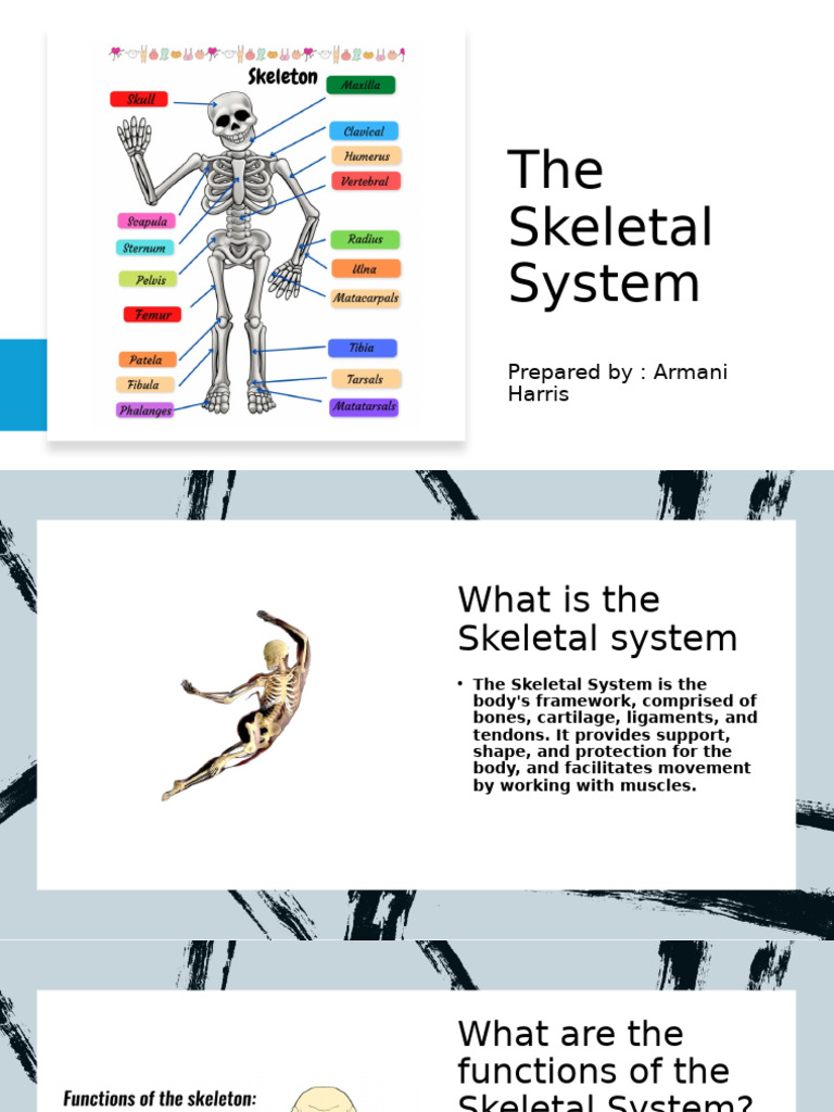 Skeletal | PDF