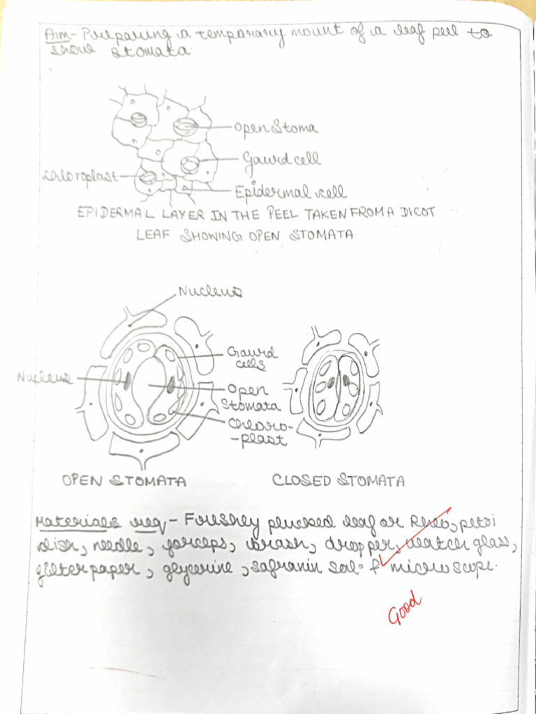 Class 10 Biology Experiment 1 | PDF