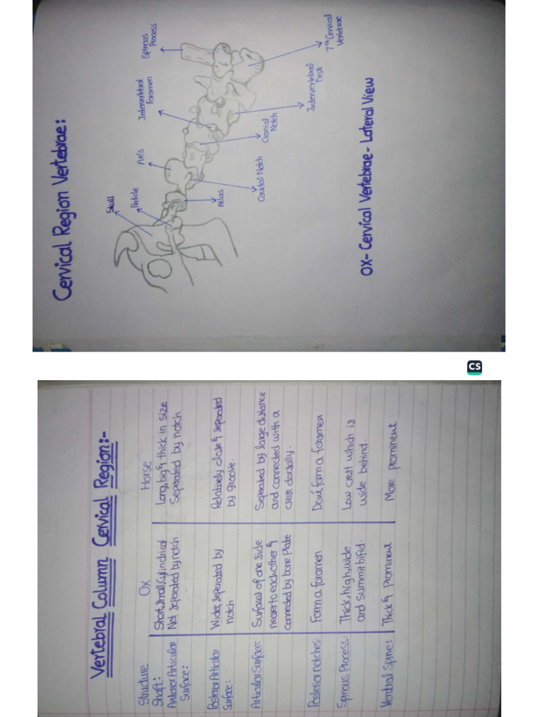 Anatomy 2nd Sem Practical MN | PDF