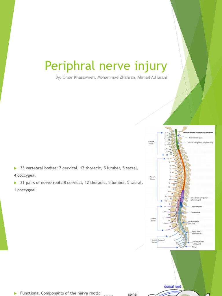 Peripheral Nerve Injuries Pdf Human Leg Anatomical Terms Of Motion