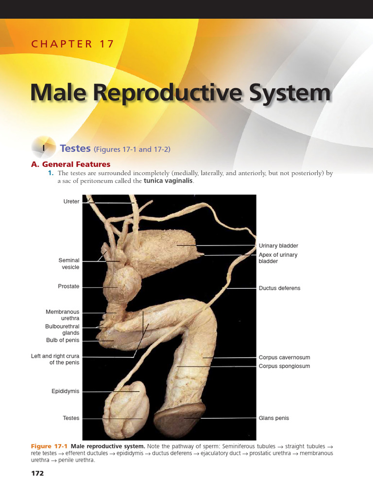 Male Reproductive System Pdf Prostate Testicle