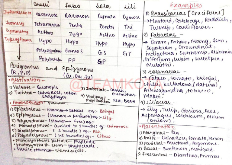 Morphology Examples Sheet | PDF