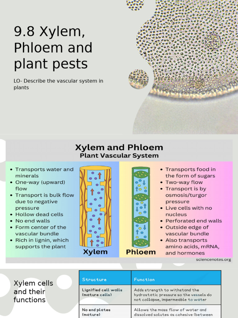9.8 Xylem, Phloem and Plants Pests | PDF