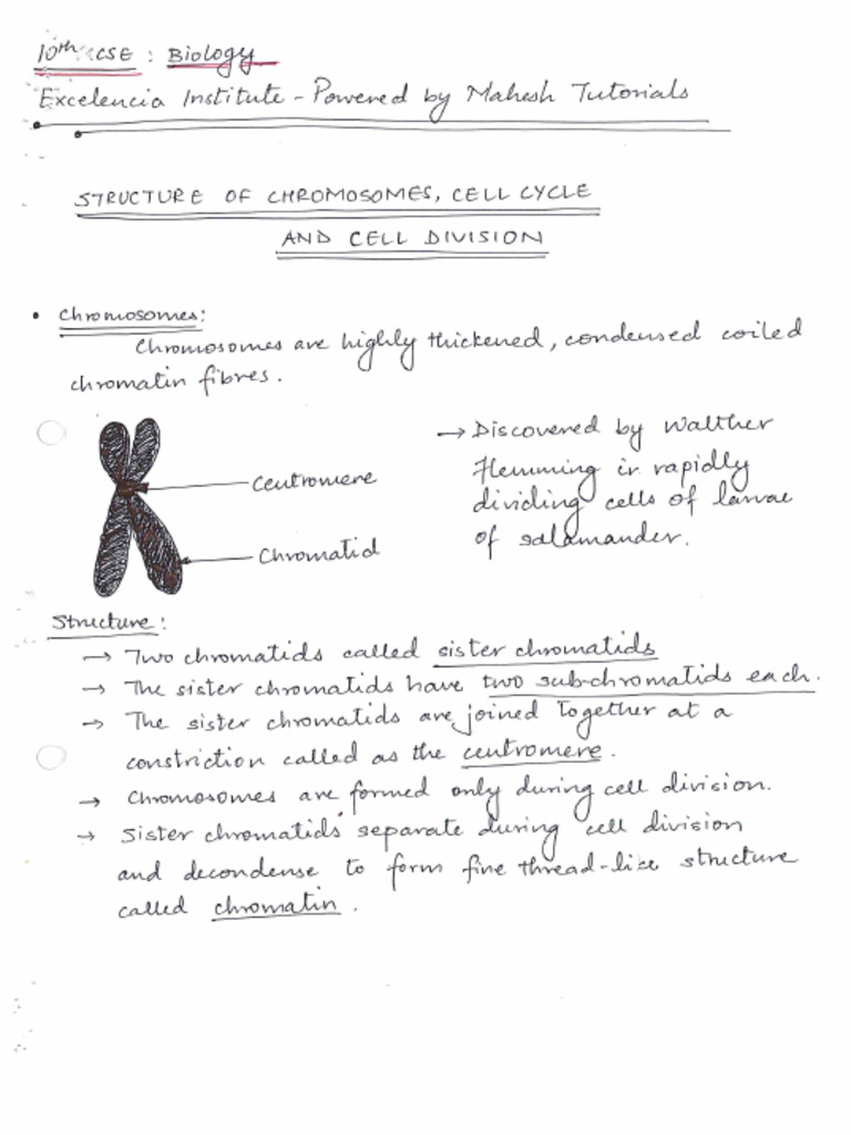 Cell Cycle and Cell Division | PDF