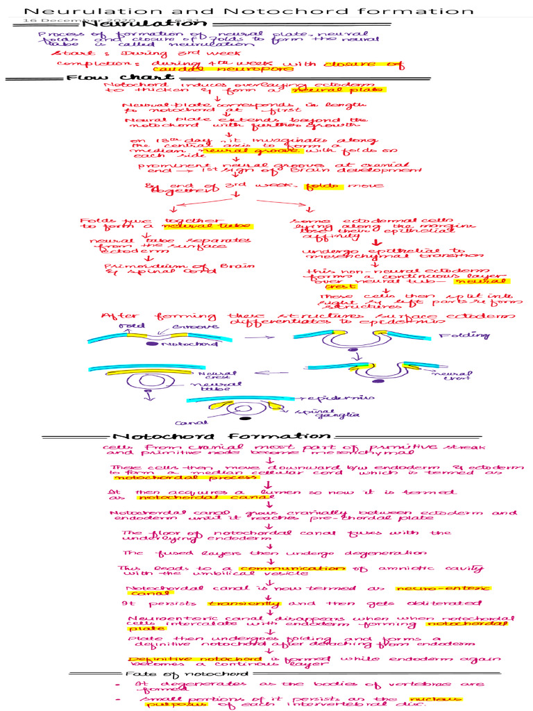 Neurulation and Notochord Forma Flowchart | PDF