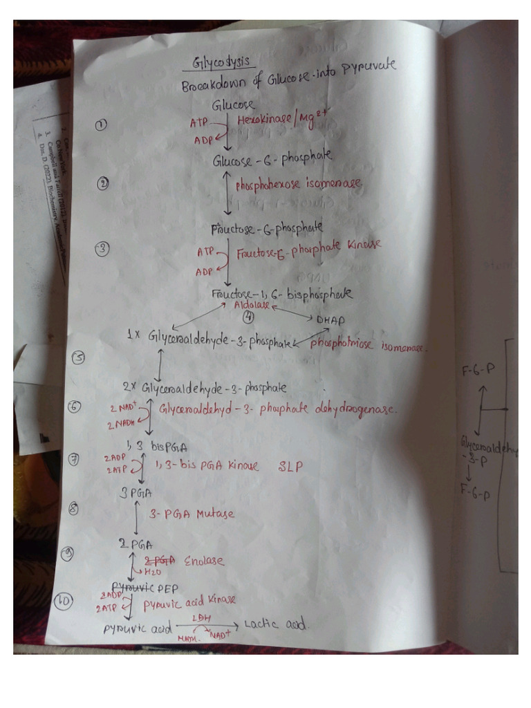 Pathways and Cycles of Glucose | PDF