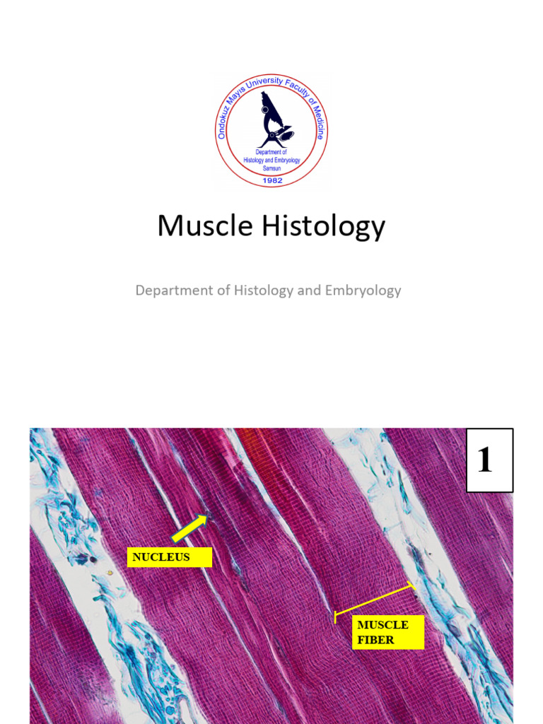 Muscle Histology 250507 201116 | PDF