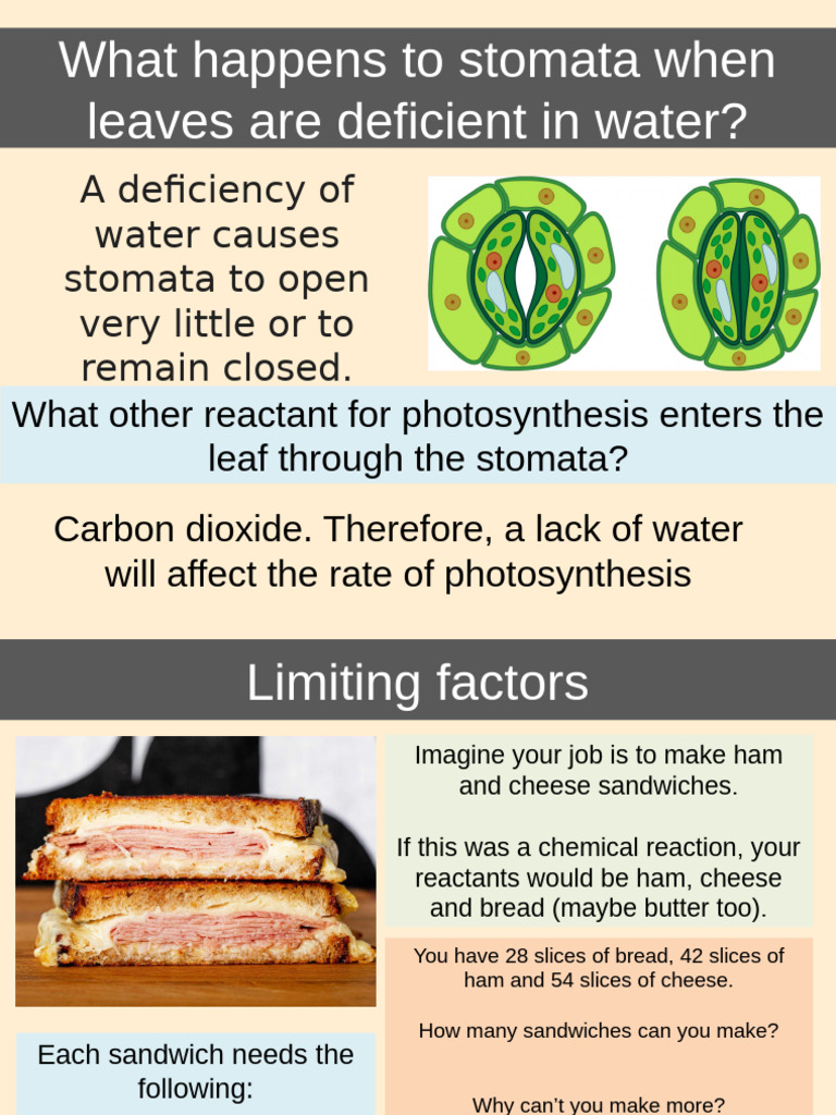 Photosynthesis Limiting Factors | PDF | Photosynthesis | Bicarbonate