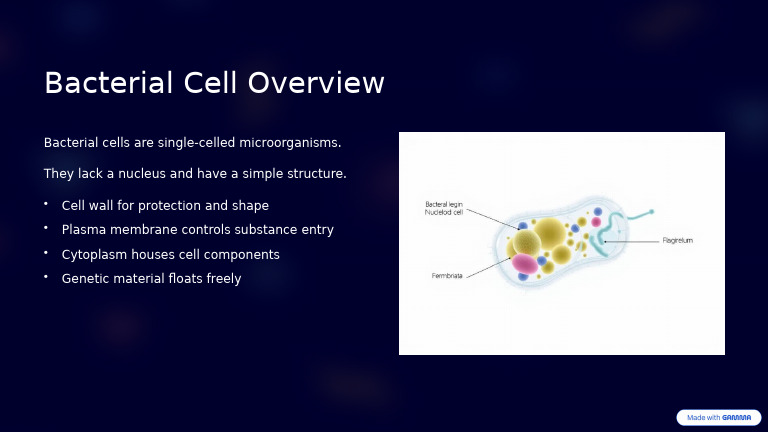 Bacterial Cell Structure Overview | PDF