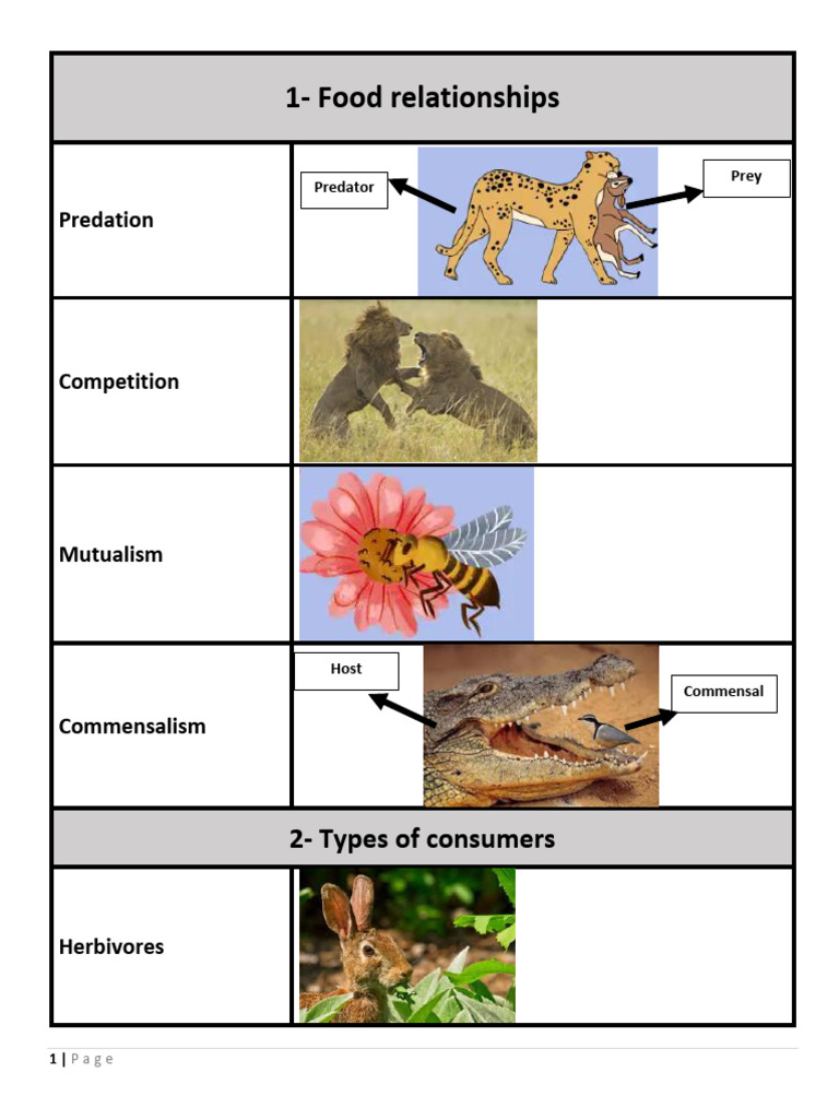 Practical Revision Prep'2nd Term | PDF