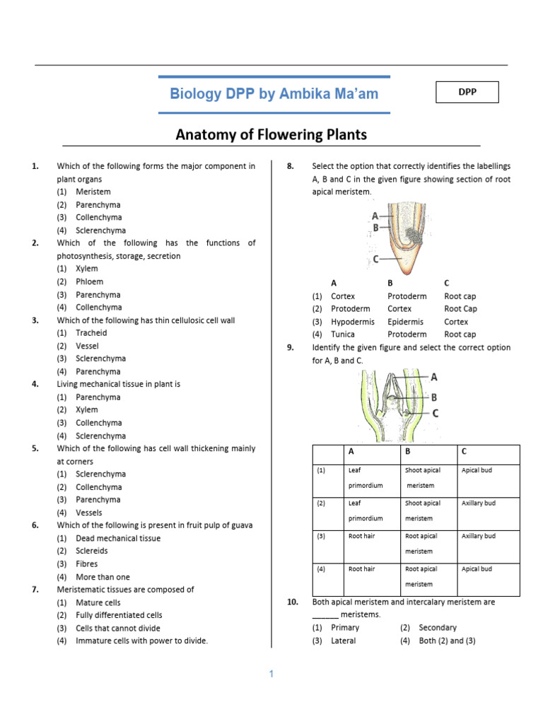 DPP - AnatomyofFloweringPlants - Question Bank | PDF | Plant Stem | Tissue (Biology)