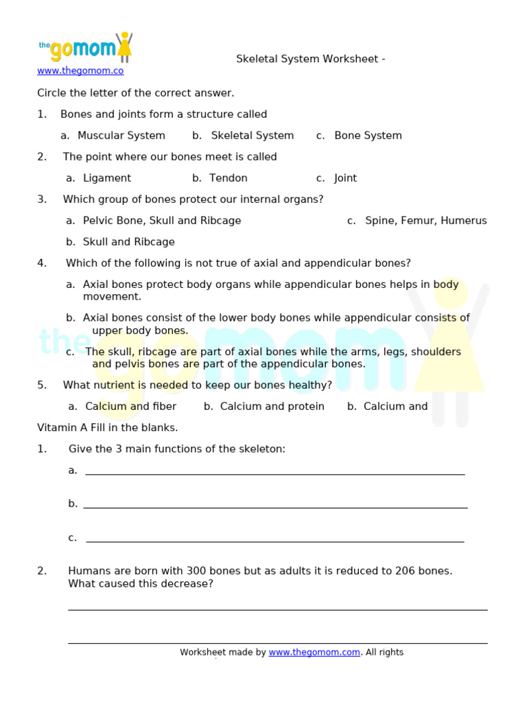 Skeletal System Grade 4 | PDF | Skeleton | Pelvis