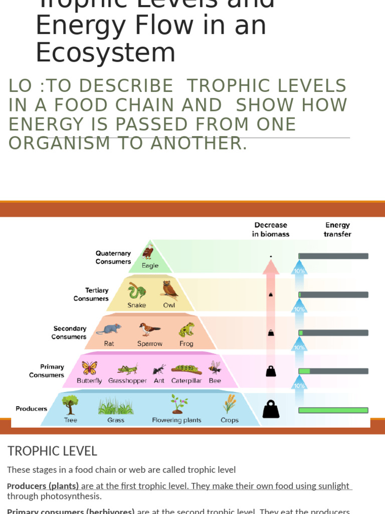 Trophic levels- energy transfer | PDF | Food Web | Foods