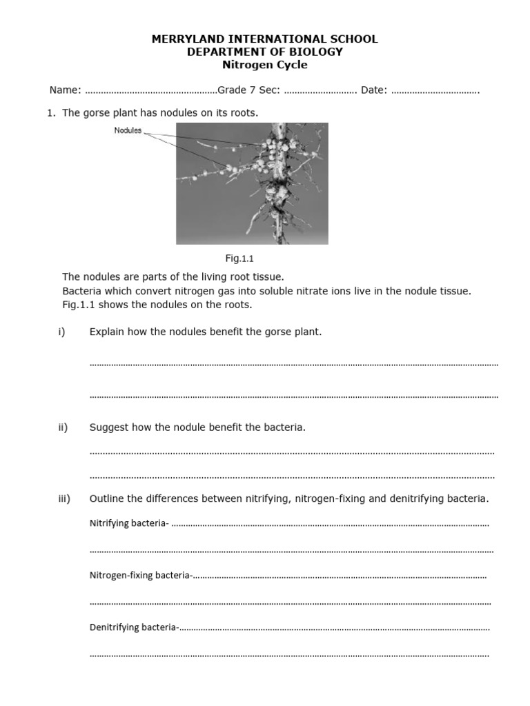 Nitrogen Cycle Worksheet Answer Key | PDF | Nitrogen | Chemical Elements