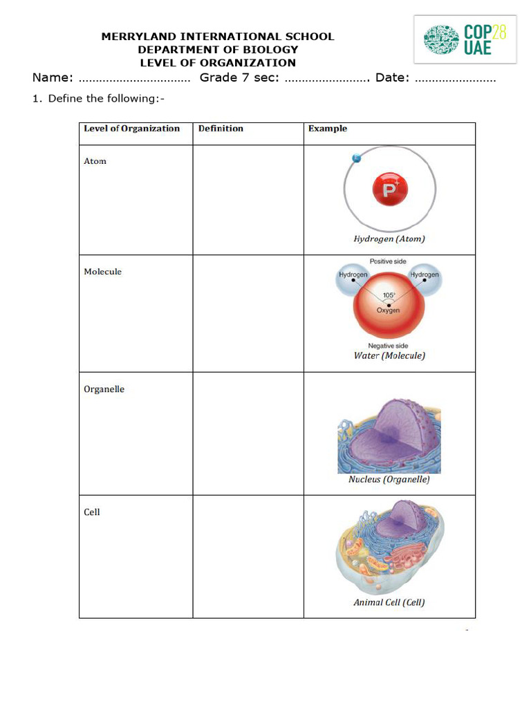 Levels of Organisation Worksheet Answer Key | PDF | Tissue (Biology ...