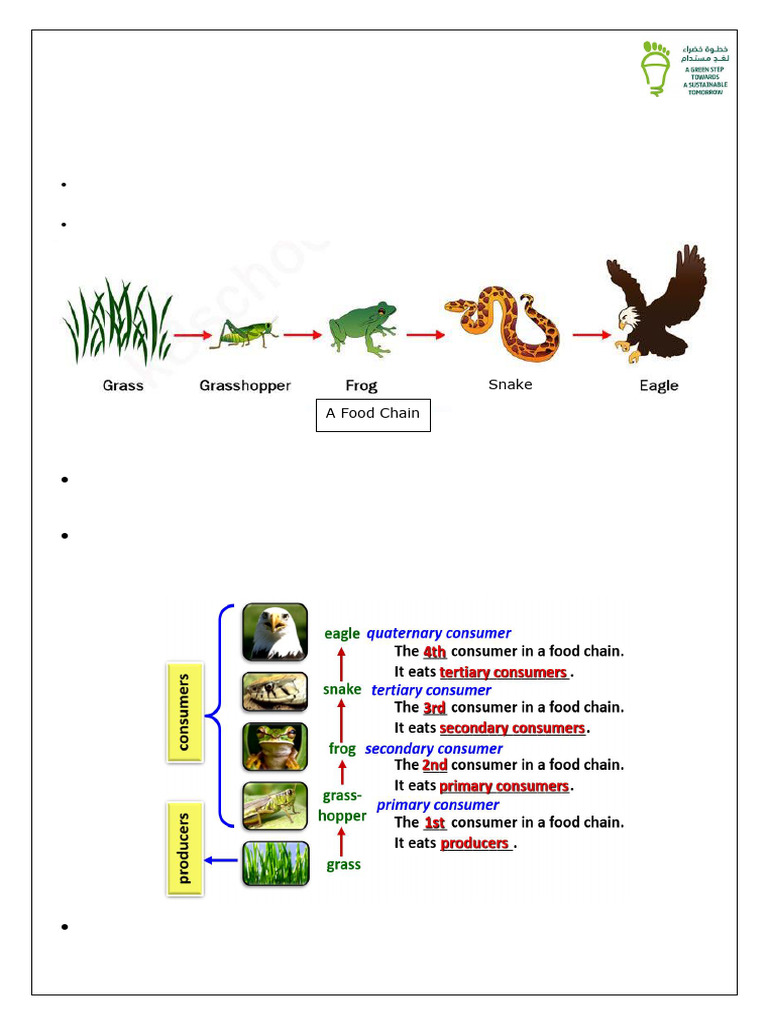 Food_chain__ecological_pyramid_file_note | PDF | Food Web ...